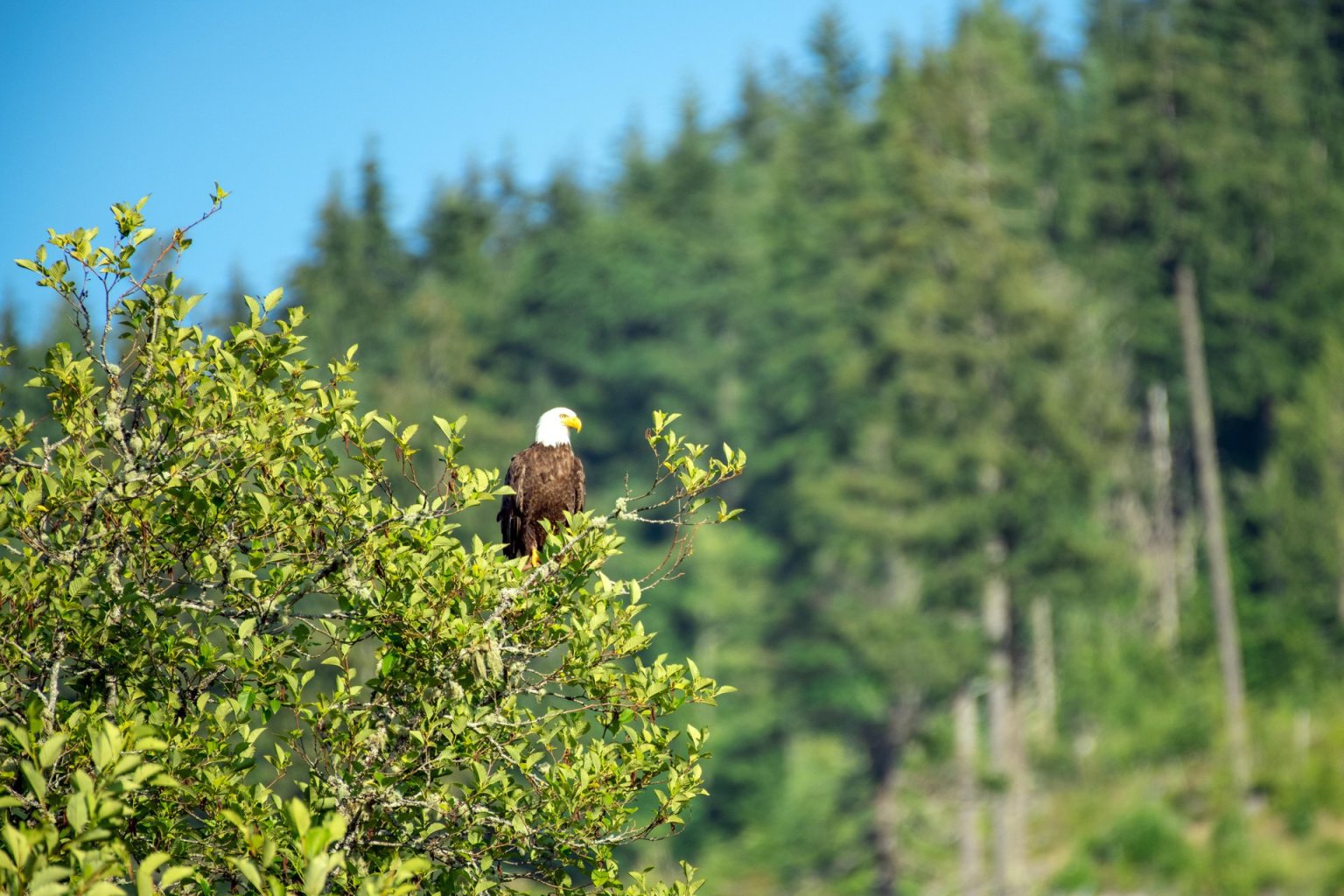 Explore the Great Washington State Birding Trail