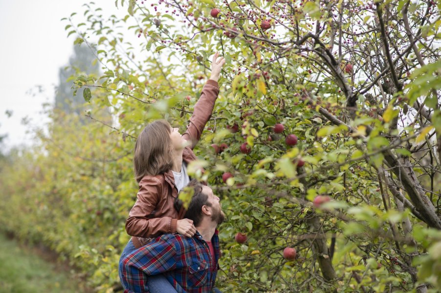 Apple Cider Tasting: Sip The Best Cider in Washington State