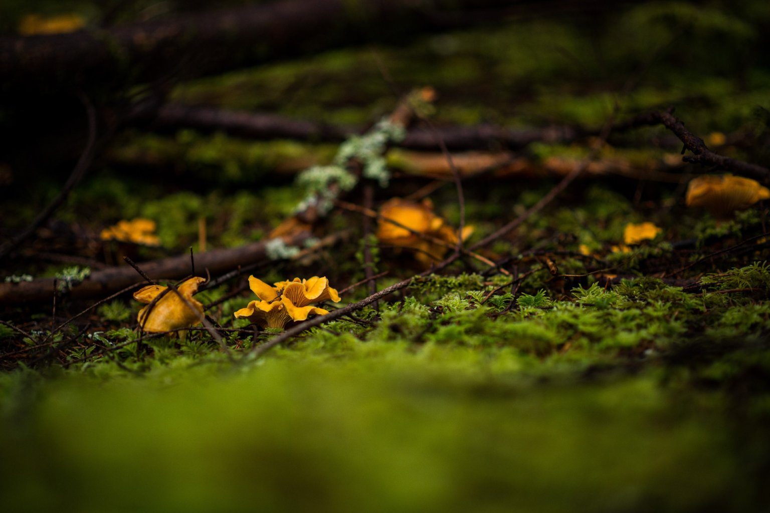 Mushroom Foraging in Washington: A Beginner's Guide