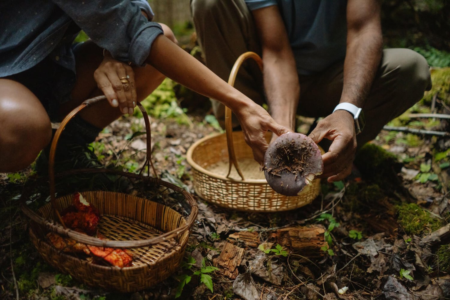 Mushroom Foraging in Washington: A Beginner's Guide