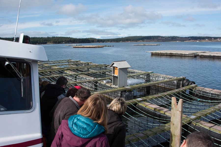 Experience a Seafood Festival in Washington State