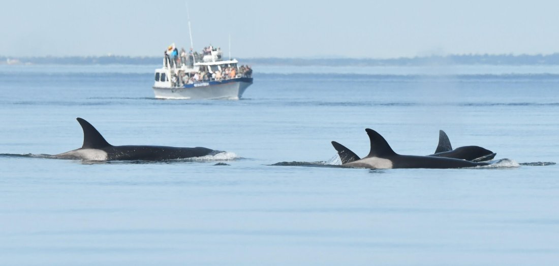 Go Whale Watching or Take Scenic Ferry Routes through the Salish Sea in ...