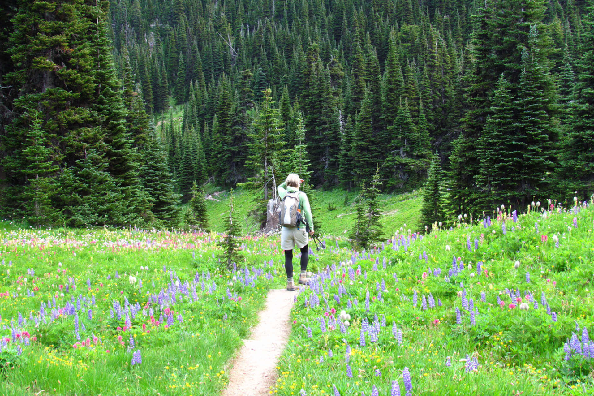 Colorful Trails: Scenic Washington Wildflower Hikes