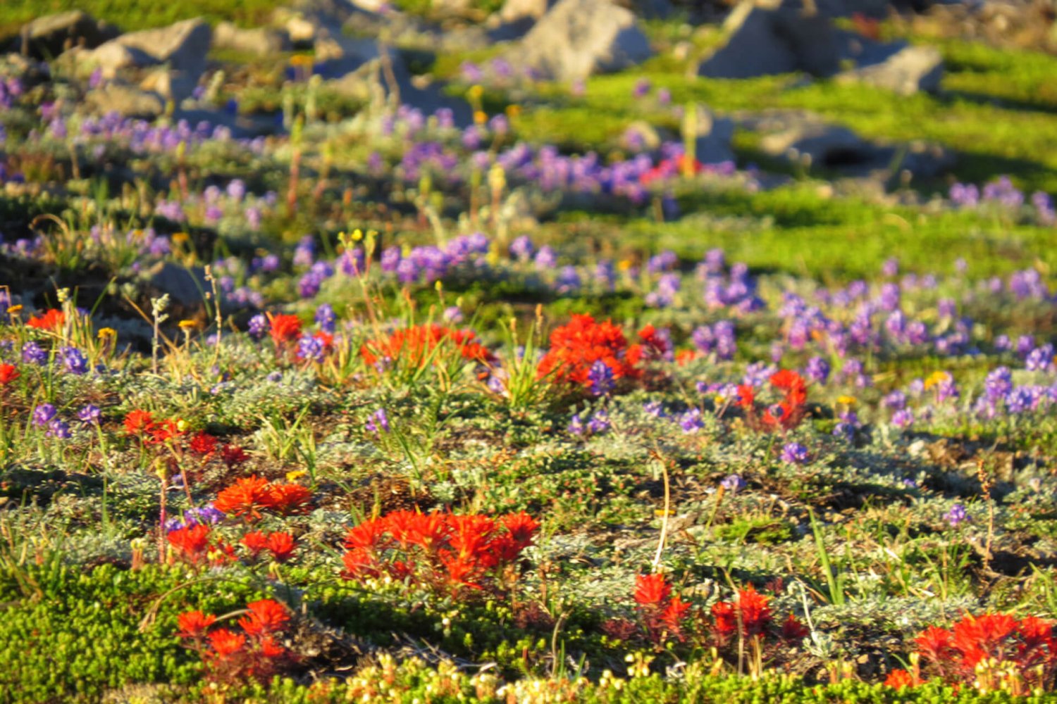 Best Time to Visit Washington State: Climate and Seasons