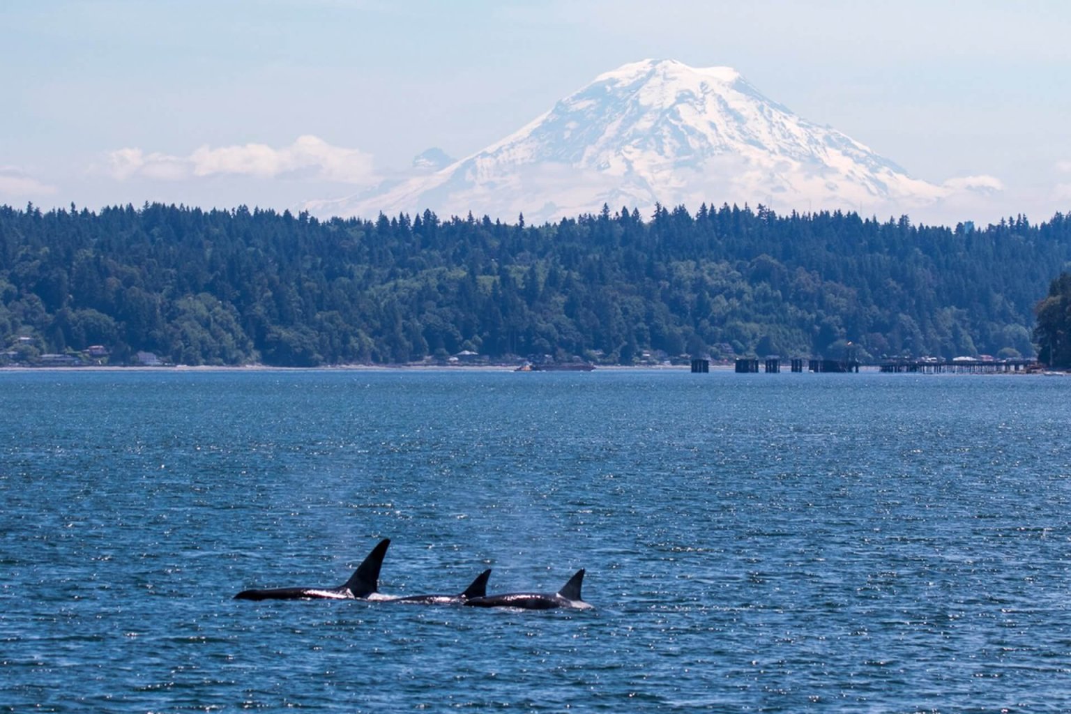 Whale Watching Guide: Where to See Orcas in Washington