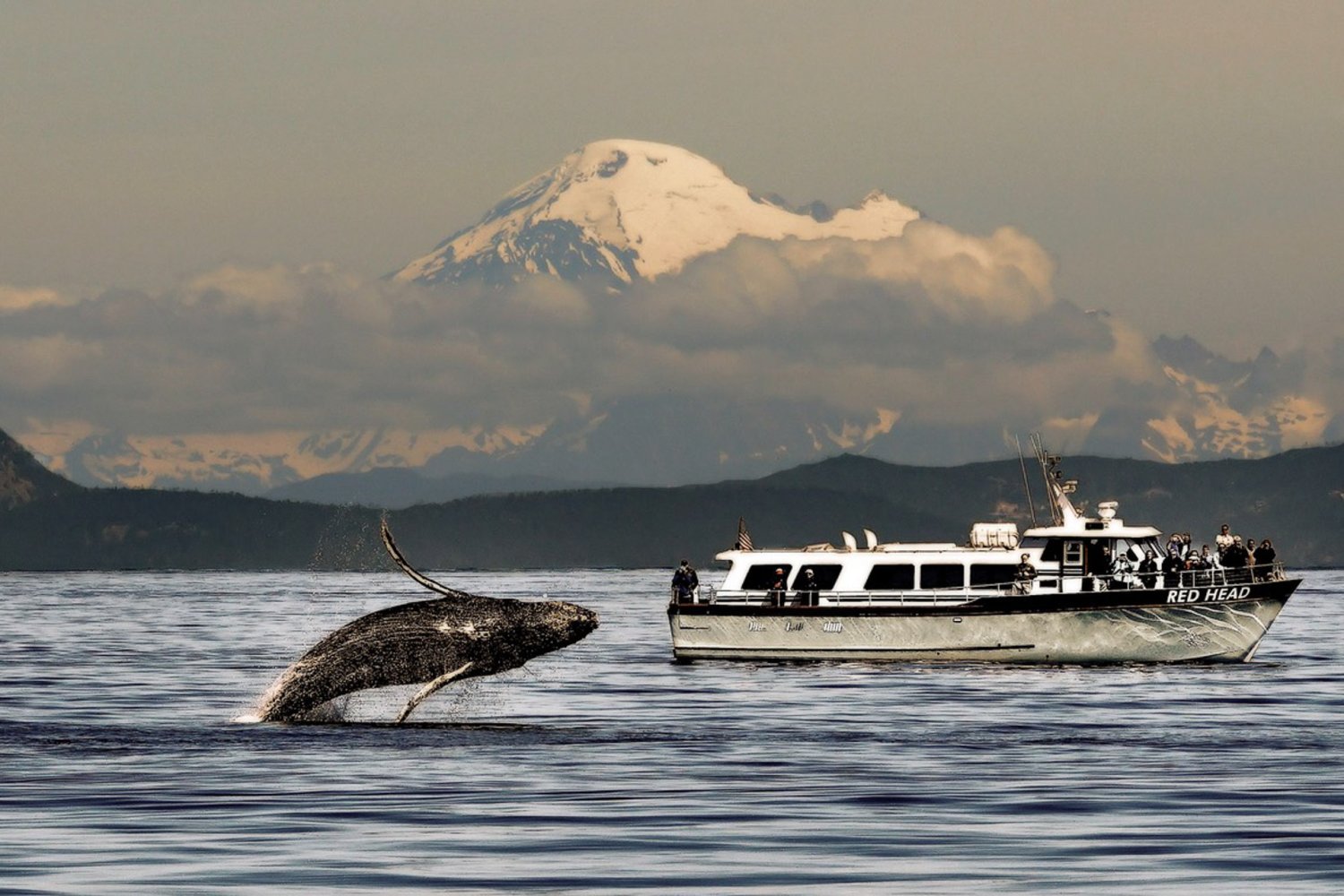 Whale Watching Guide: Where to See Orcas in Washington