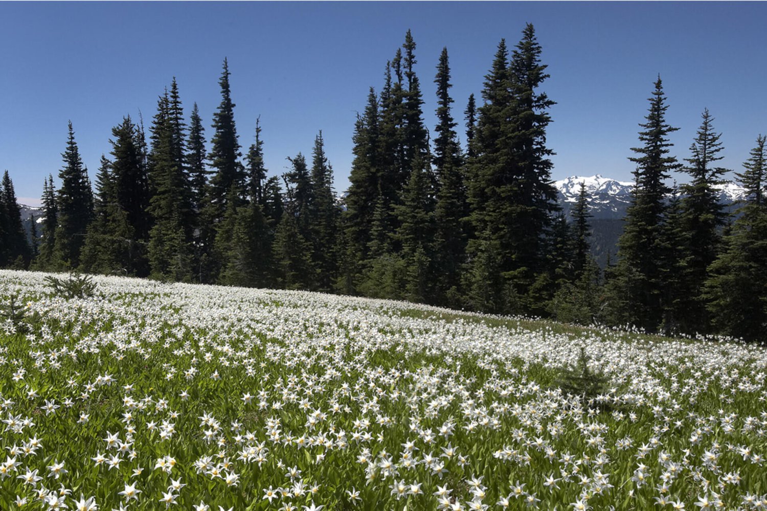 Colorful Trails: Scenic Washington Wildflower Hikes
