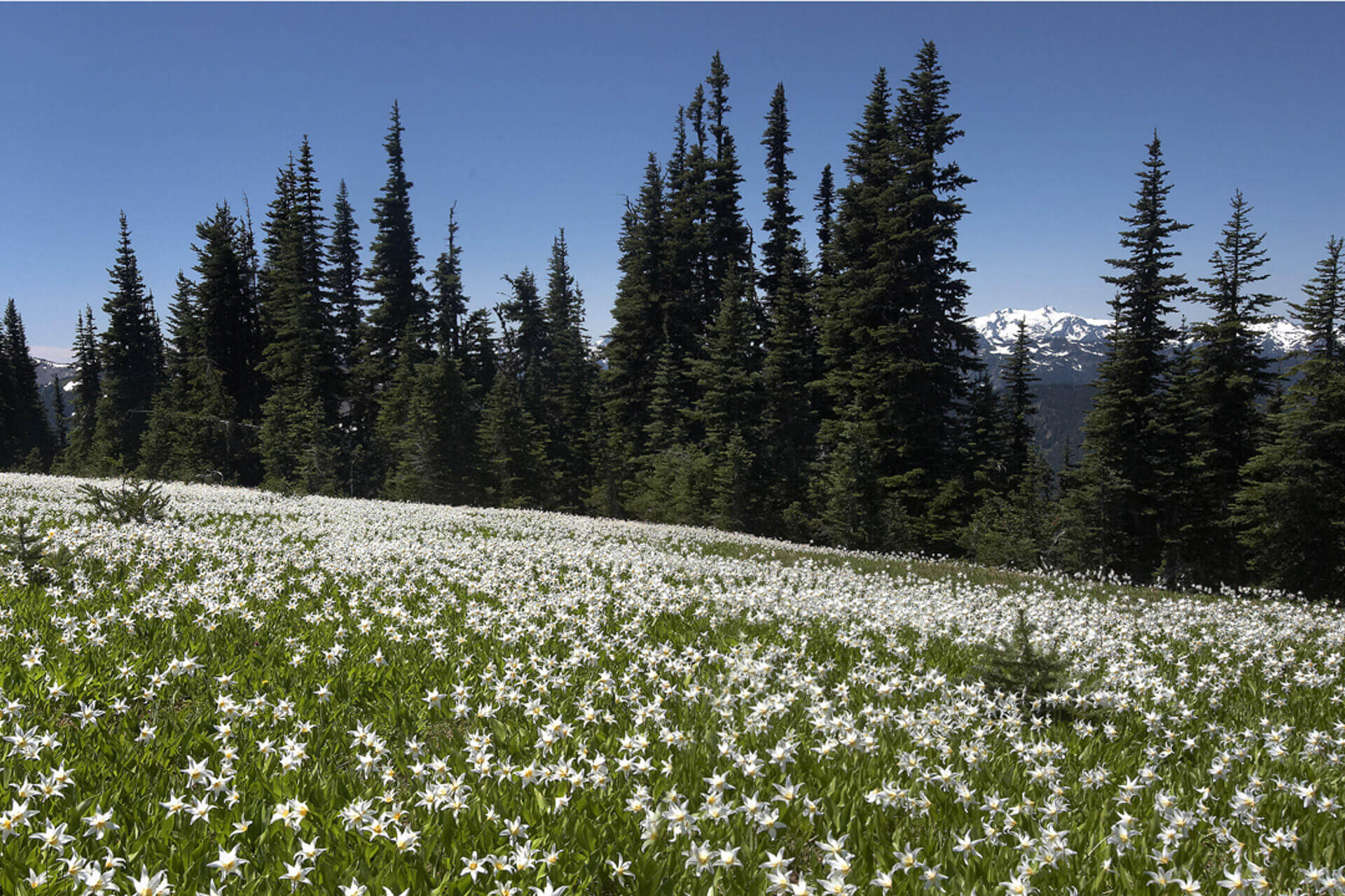 Colorful Trails: Scenic Washington Wildflower Hikes