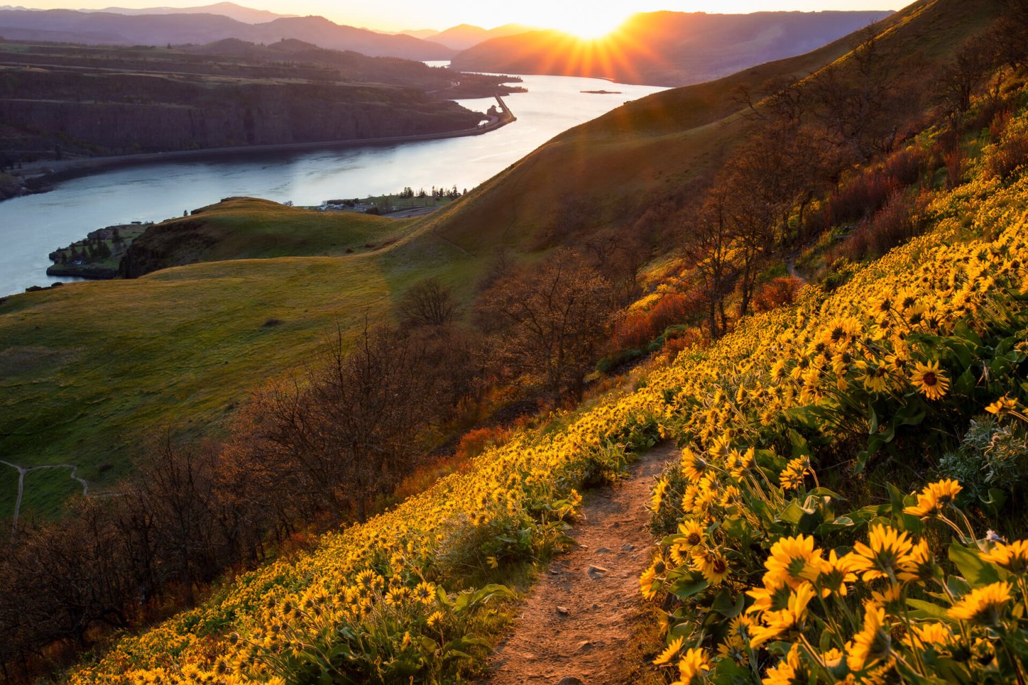 Colorful Trails: Scenic Washington Wildflower Hikes