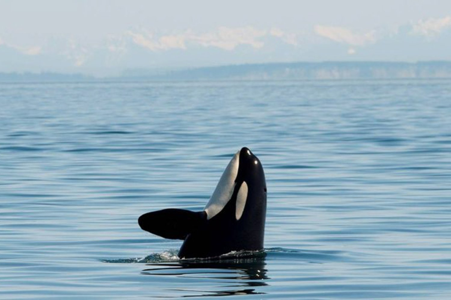 Whale Watching Guide: Where to See Orcas in Washington