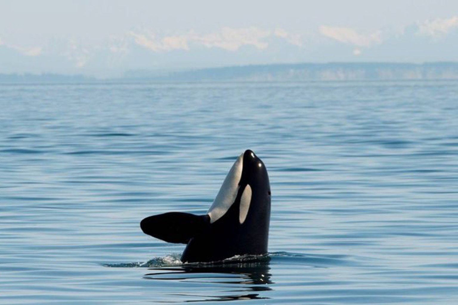 Whale Watching Guide: Where to See Orcas in Washington
