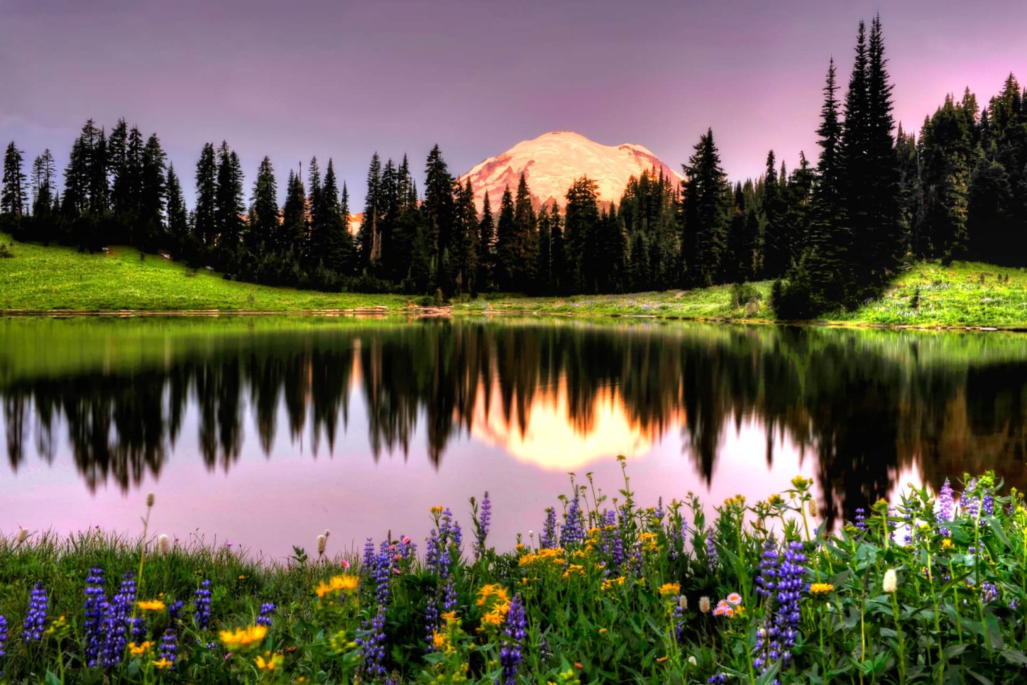 Colorful Trails: Scenic Washington Wildflower Hikes