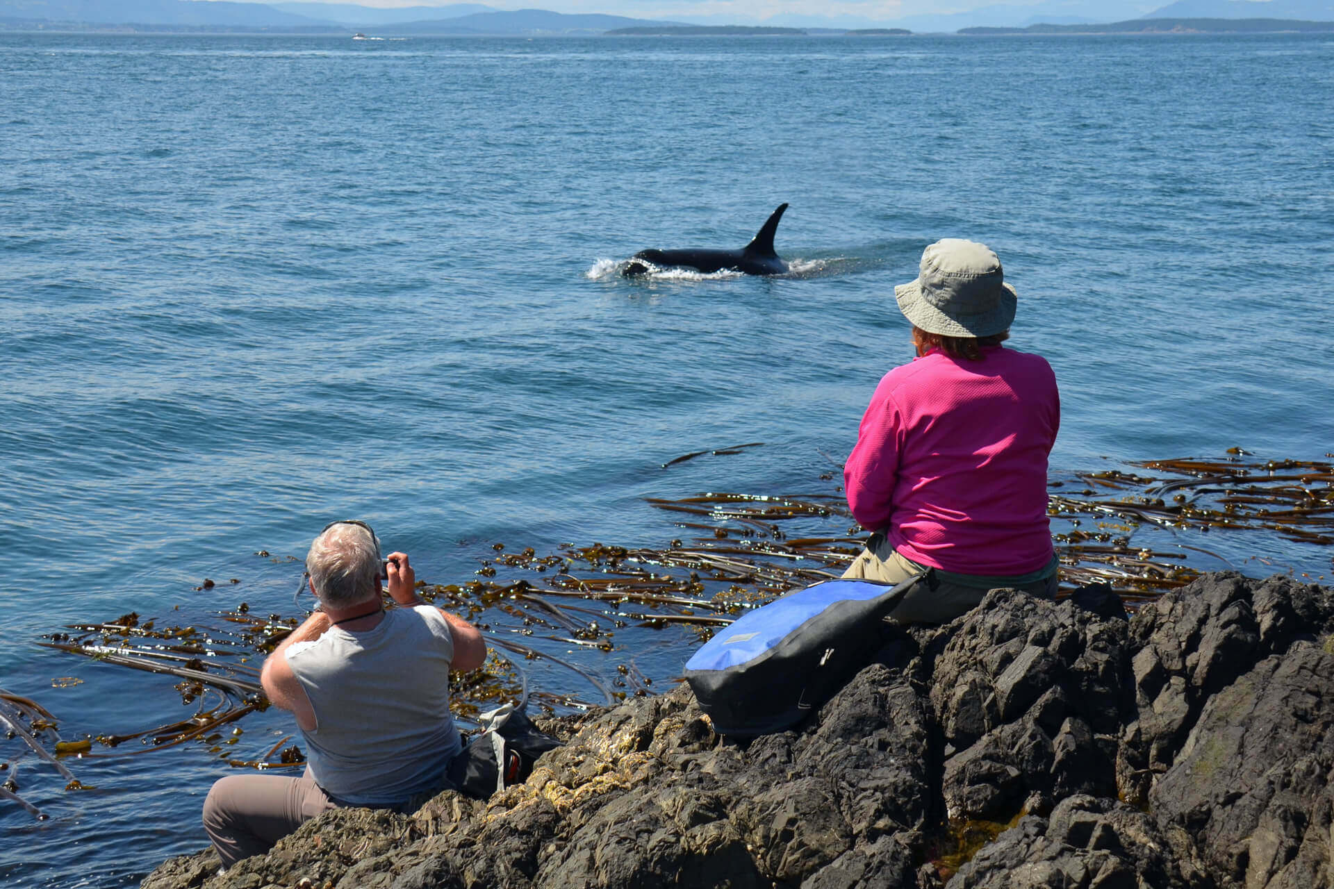 Whale Watching Guide: Where to See Orcas in Washington