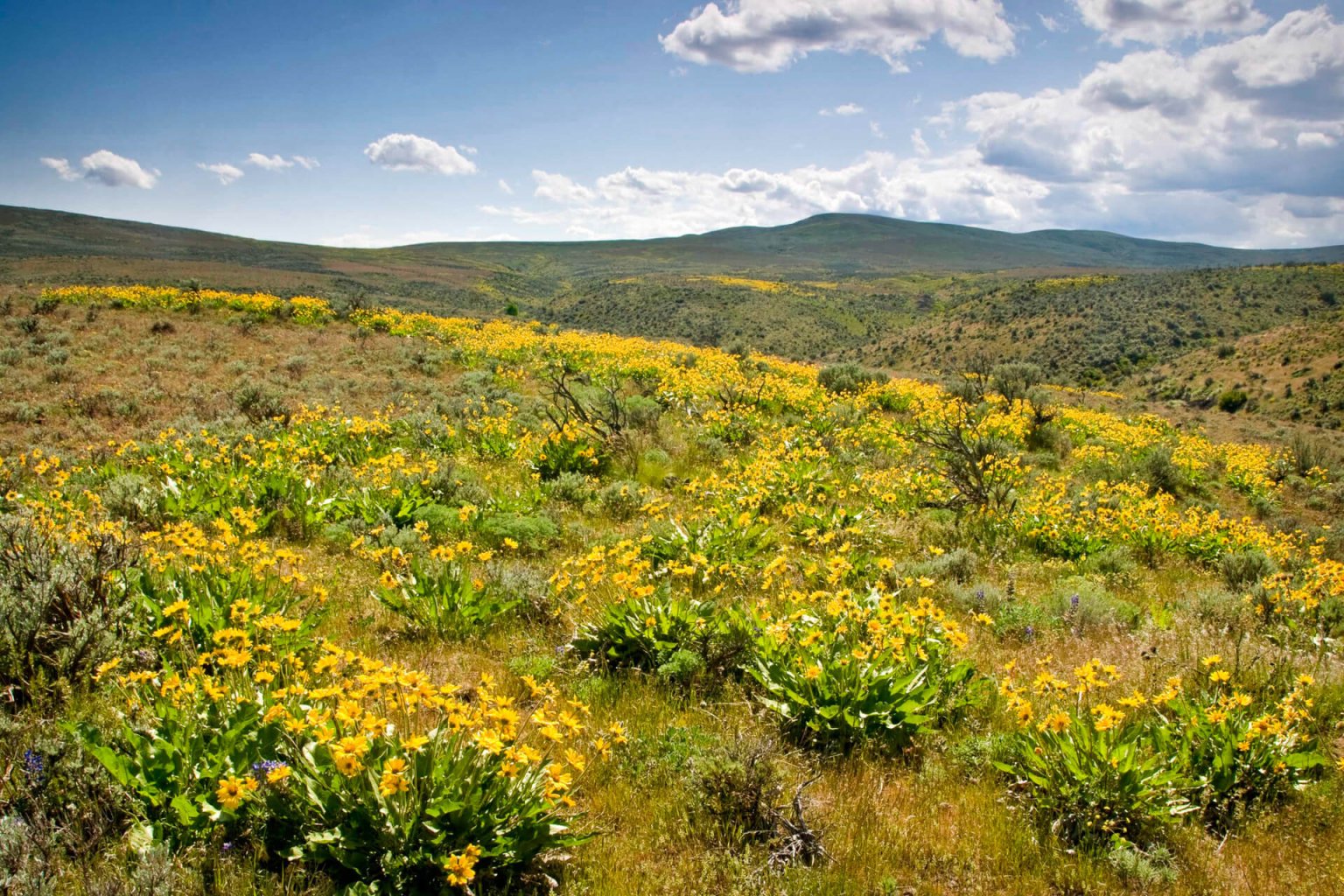 Colorful Trails: Scenic Washington Wildflower Hikes
