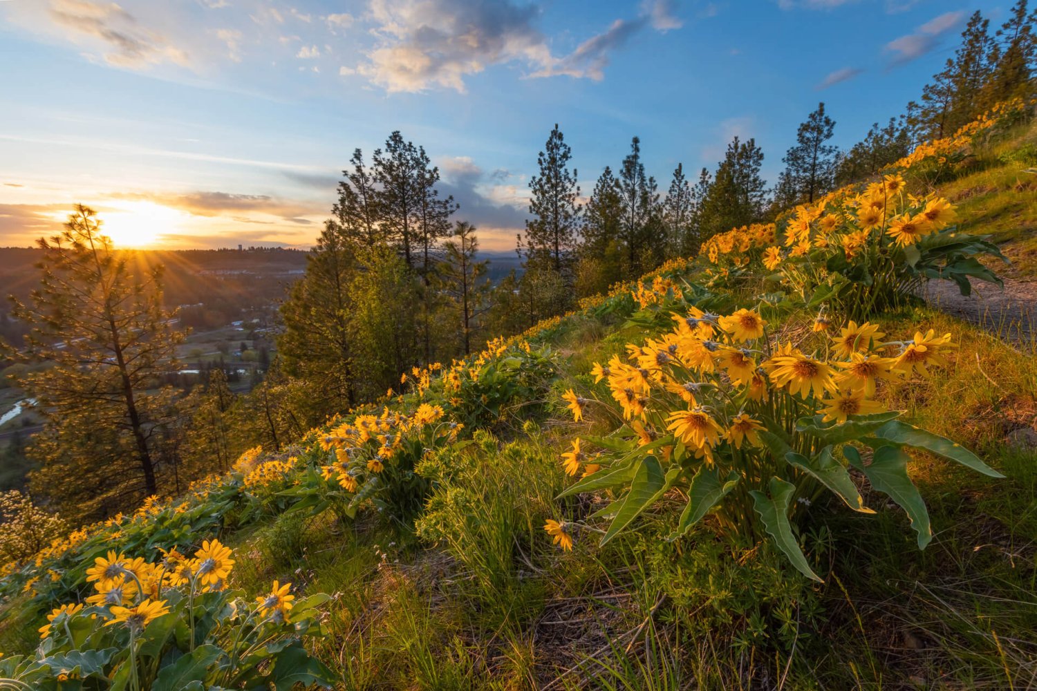Colorful Trails: Scenic Washington Wildflower Hikes