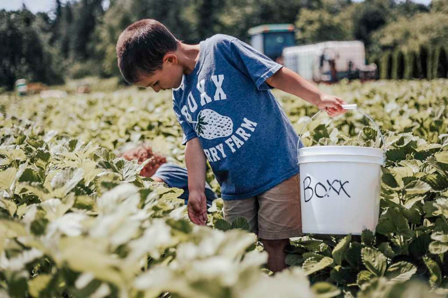 U-Pick Farms in Washington: Where to Pick Berries and More
