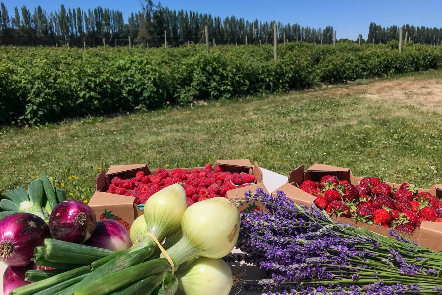 U-Pick Farms in Washington: Where to Pick Berries and More