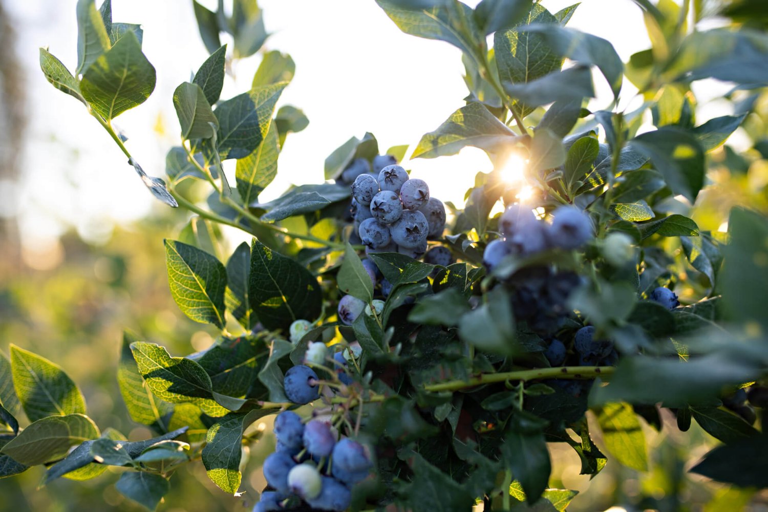 U-Pick Farms in Washington: Where to Pick Berries and More