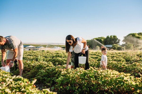 U-Pick Farms in Washington: Where to Pick Berries and More