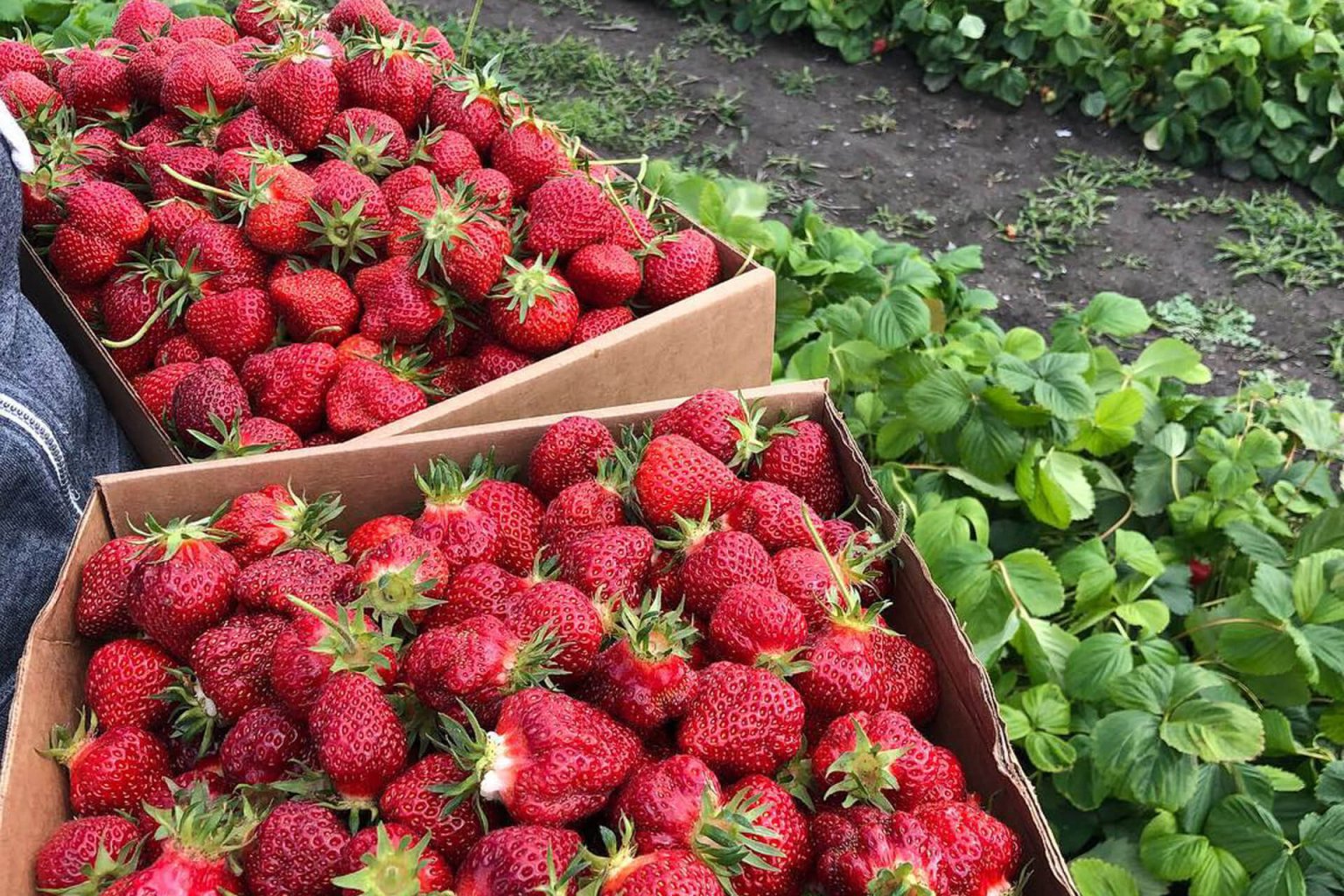 U-Pick Farms in Washington: Where to Pick Berries and More