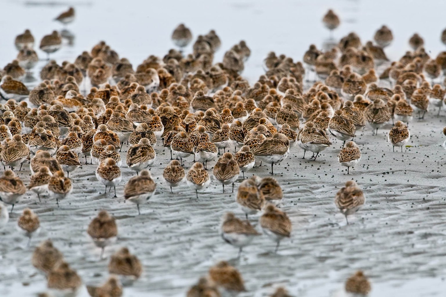 10 Washington State Wildlife Refuges for Nature Lovers