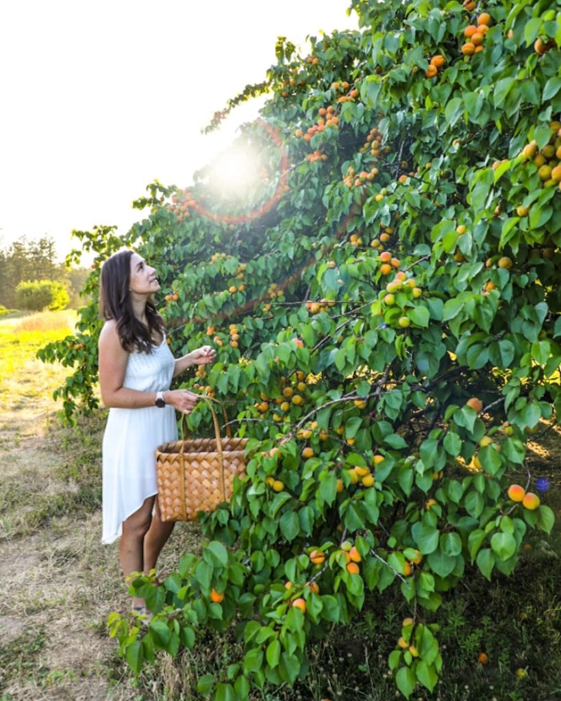 U-Pick Farms in Washington: Where to Pick Berries and More