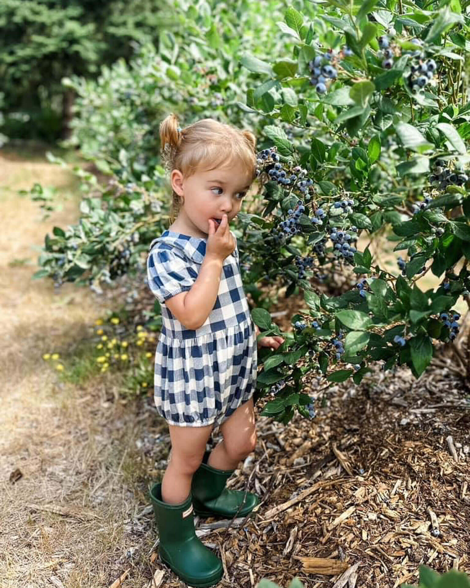 U-Pick Farms in Washington: Where to Pick Berries and More