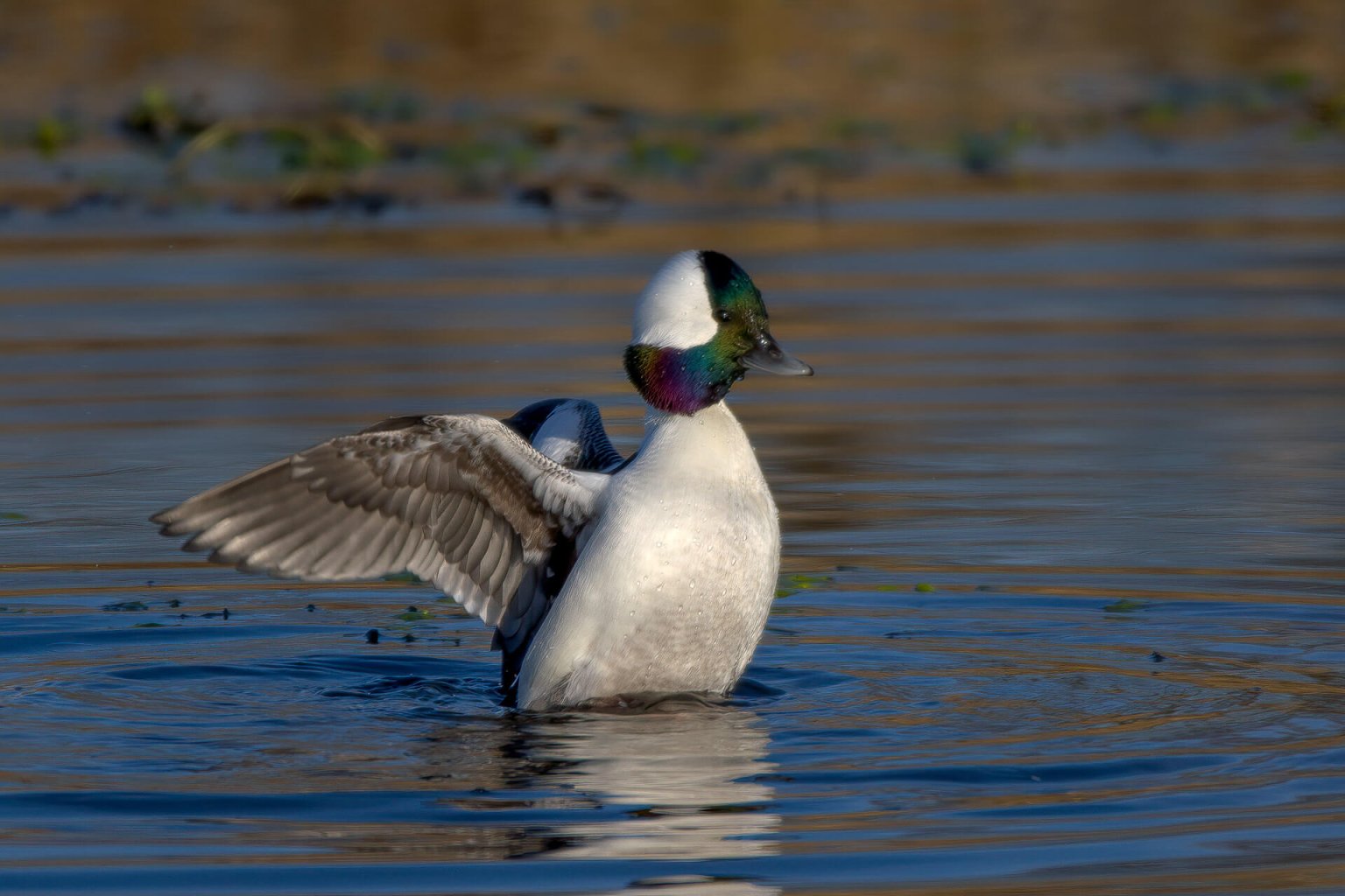 10 Washington State Wildlife Refuges for Nature Lovers