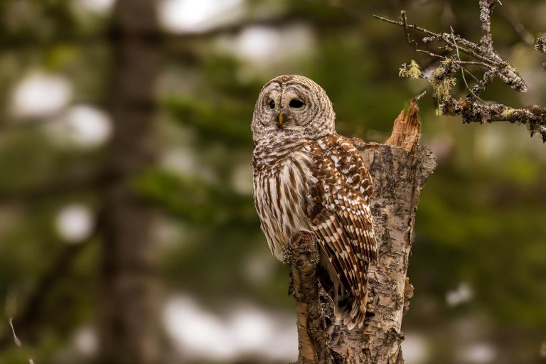 10 Washington State Wildlife Refuges for Nature Lovers