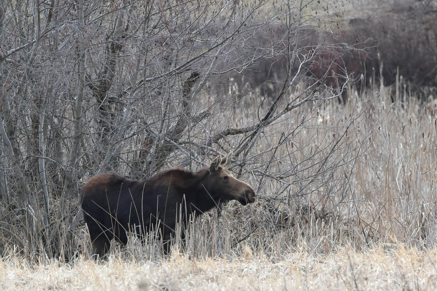 10 Washington State Wildlife Refuges for Nature Lovers