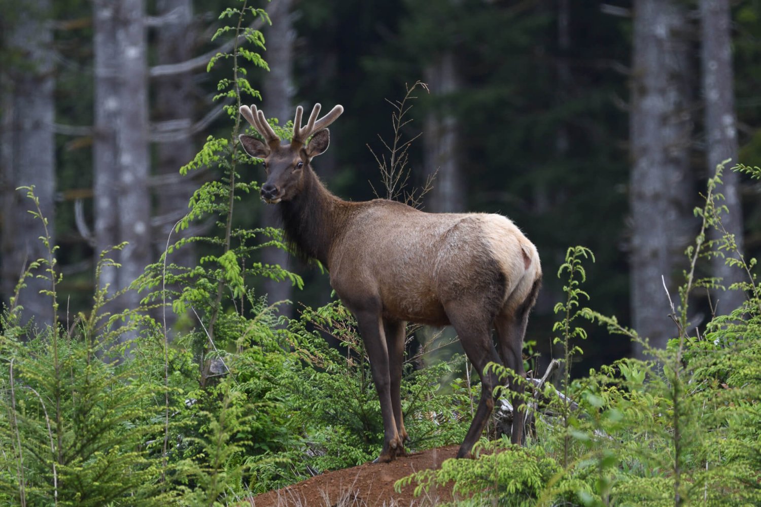 10 Washington State Wildlife Refuges for Nature Lovers