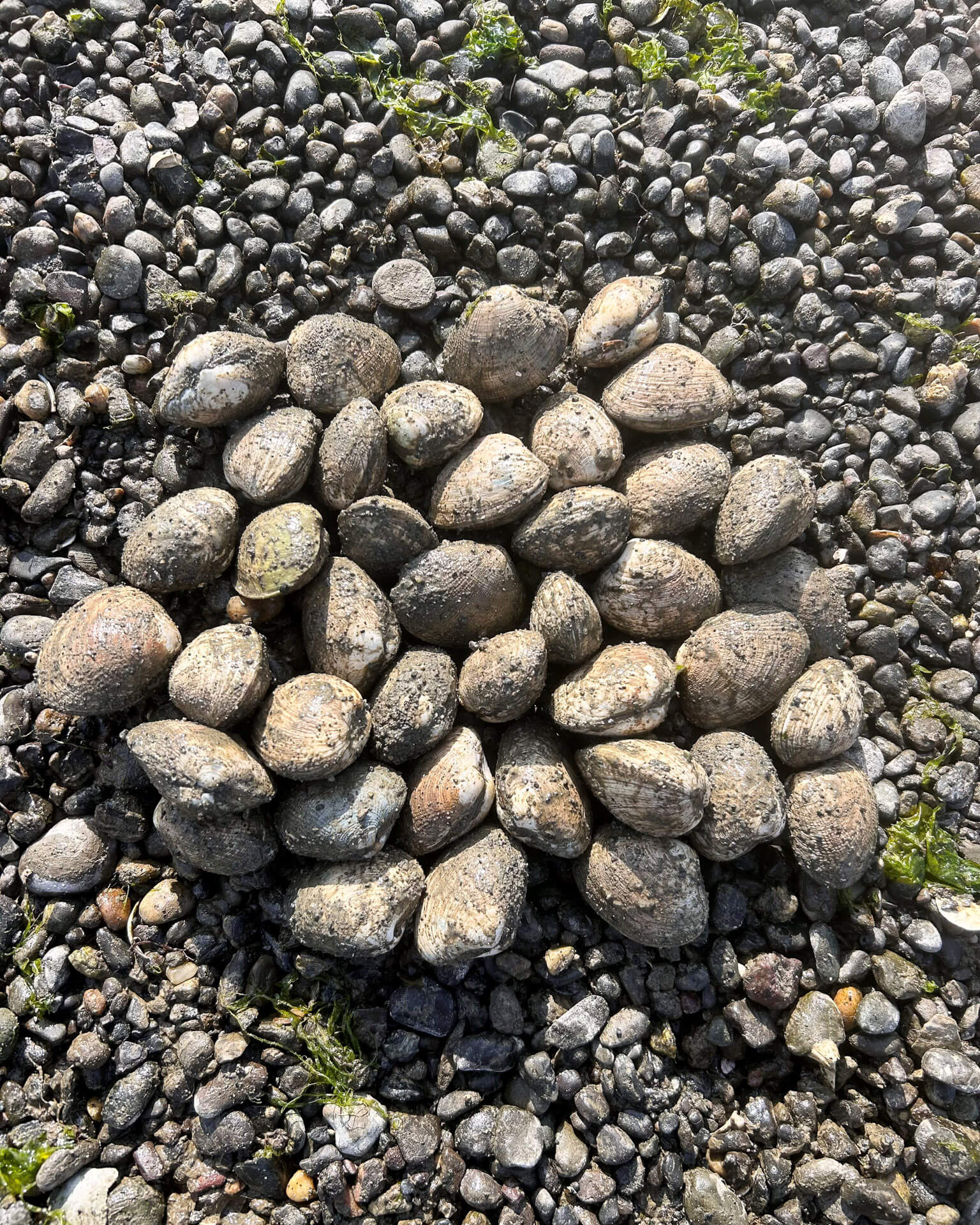 Guide to Shellfish Harvesting in Washington: Oysters & More