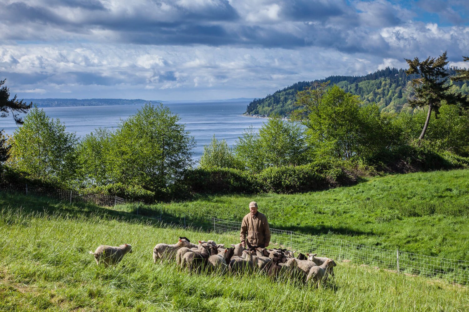 Where to Find Washington Cheese: Local Farms and Creameries